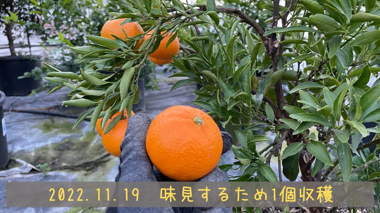 せとかの鉢栽培｜せとか露地植えから鉢植え｜せとか麻紐で誘引 | サブロ～CEOのアスパラ日記