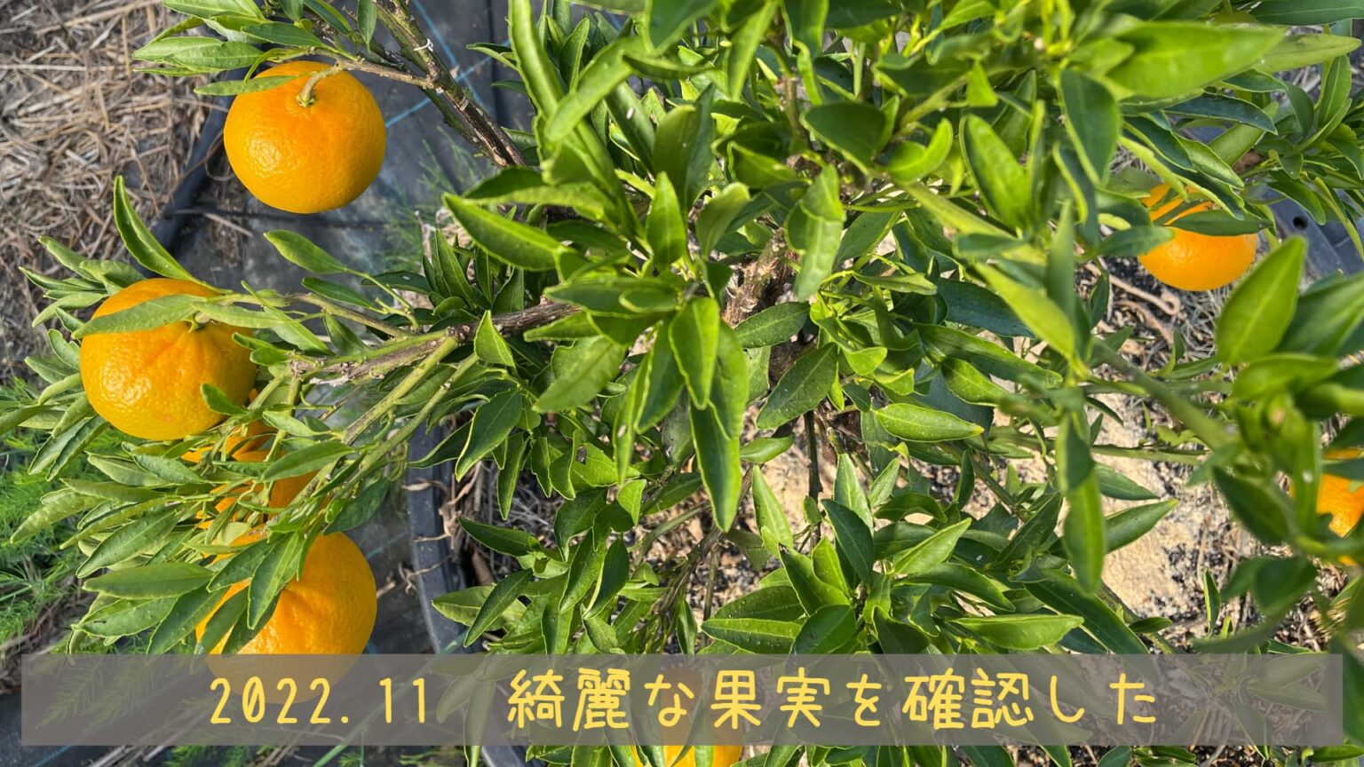 せとかの鉢栽培｜せとか露地植えから鉢植え｜せとか麻紐で誘引 | サブロ～CEOのアスパラ日記